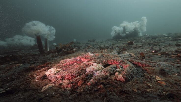 Billions of Sea Stars Are Wasting Away, And We Finally Know Why ...