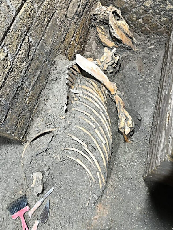 Archaeologists Find Evidence of Life in Post-Eruption Pompeii ...