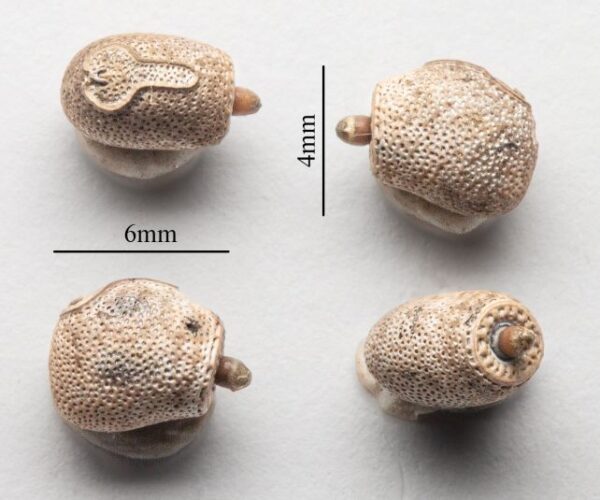 Giant Stick Insect Found Hiding in Rainforest May Be Australia's ...