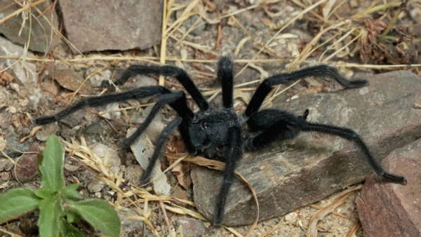 Meet The 'Genital King' Tarantula And Its Record-Breaking Sexual Organ ...