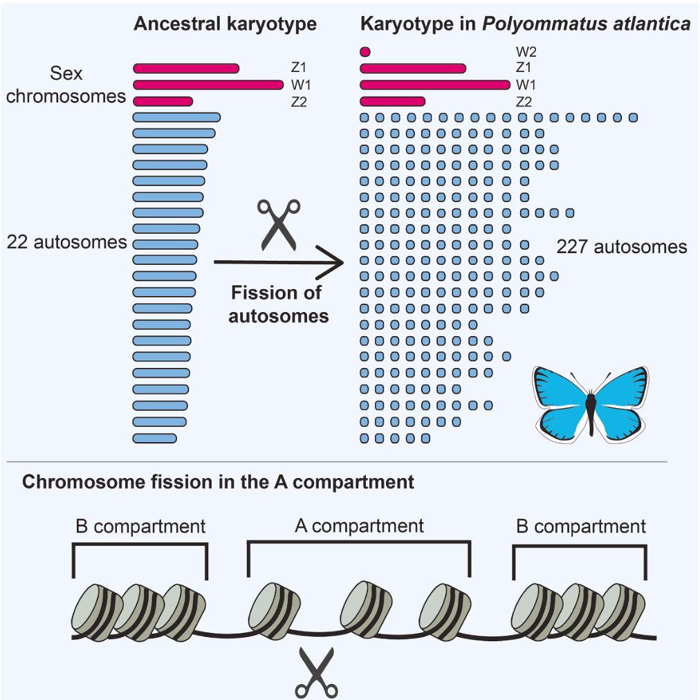 Oddball Creature Has 229 Chromosome Pairs, a Record in The Animal ...