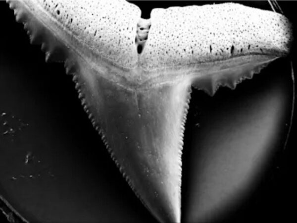 Ocean Water Could Soon Have a Shocking Effect on Sharks' Teeth ...