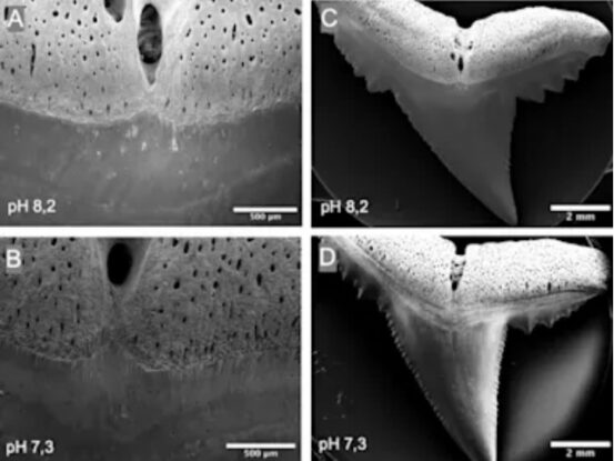 Ocean Water Could Soon Have a Shocking Effect on Sharks' Teeth ...