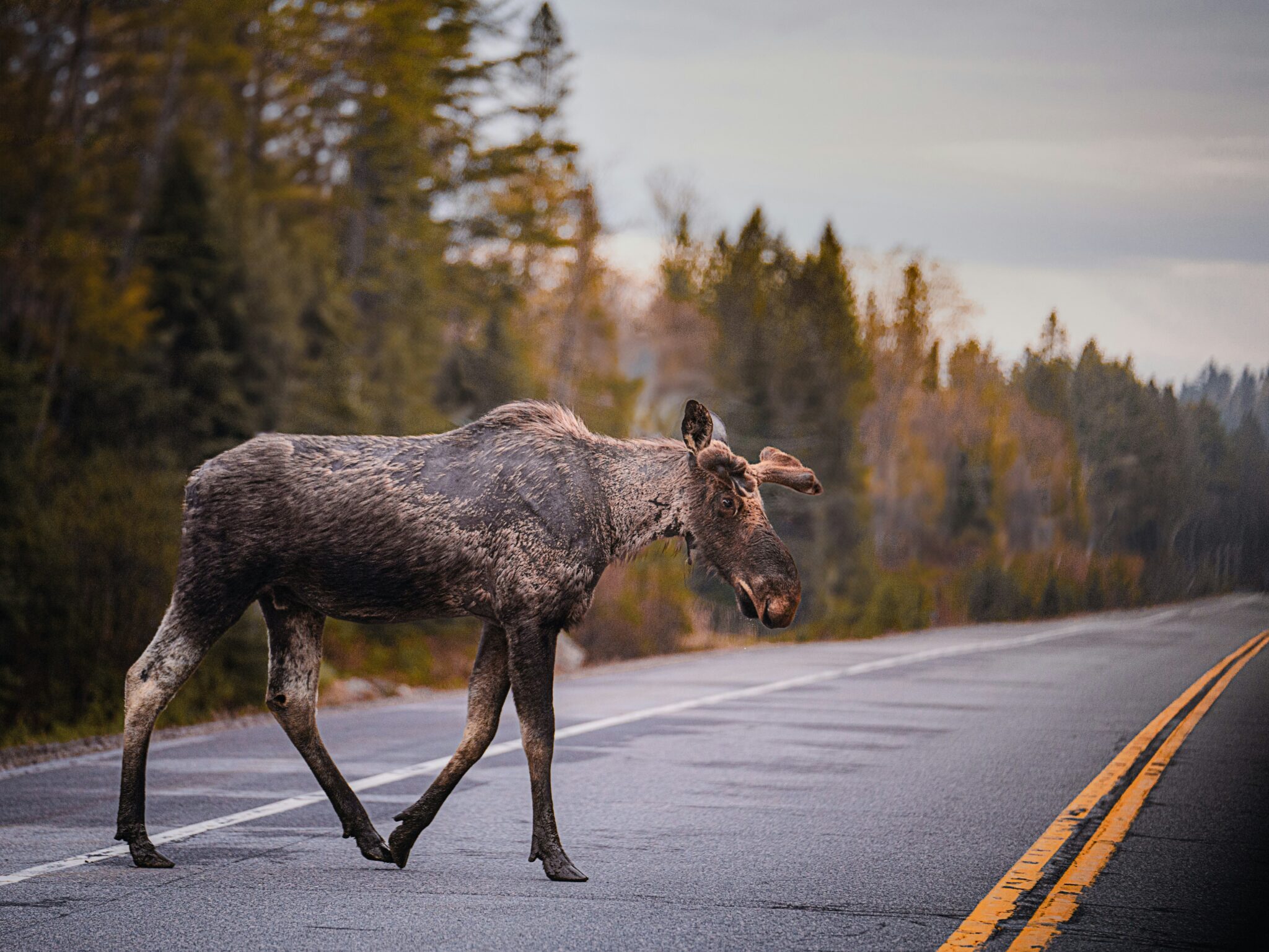 A Deadly Brainworm Is Infecting Moose Across The US. But We Can Finally ...