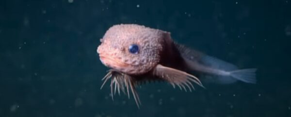 Meet Bumpy: The Unexpectedly Cute Creature Discovered in The Abyss ...