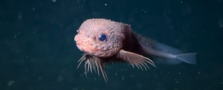 Meet Bumpy: The Unexpectedly Cute Creature Discovered in The Abyss ...
