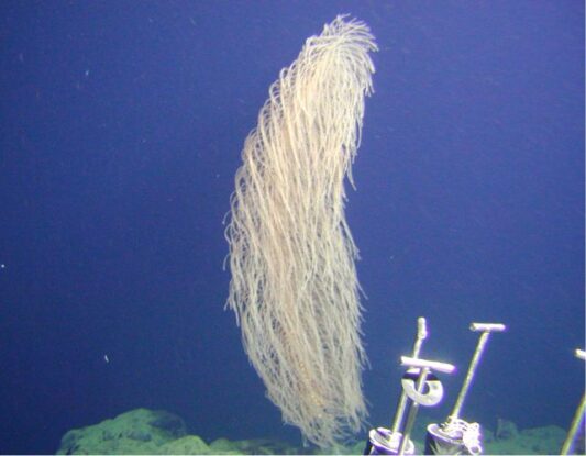 Can You Guess Which Star Wars Character This Coral Is Named After ...