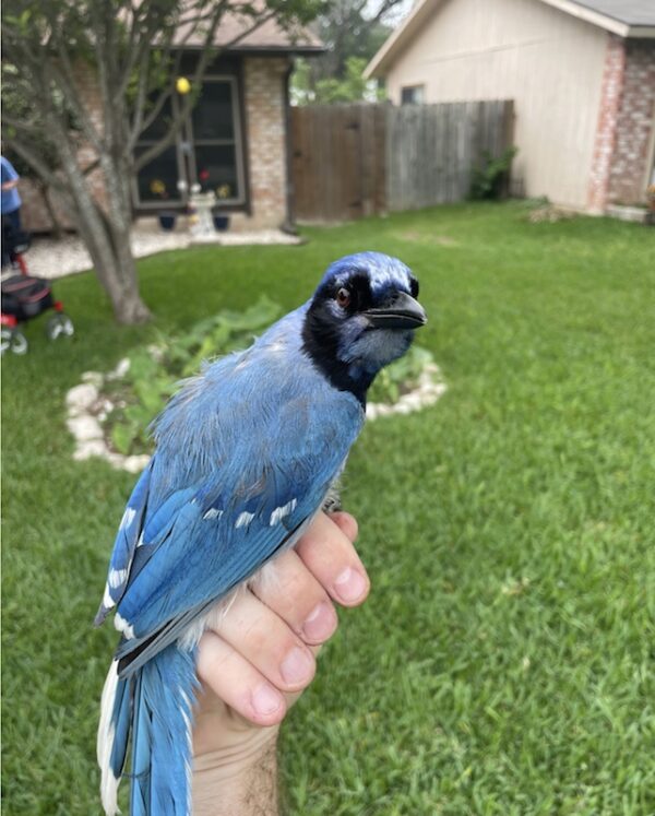 'Grue Jay' Spotted in a Texas Backyard Is First-of-Its-Kind Hybrid ...