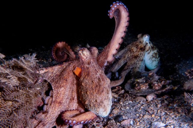 Octopuses Use Their Arms in Surprisingly Similar Ways to Us : ScienceAlert