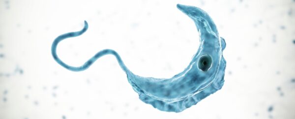 Deadly Kissing Bug Disease Is on The Rise Across The US, CDC Warns ...