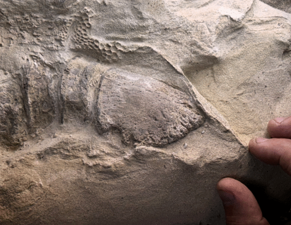 Exceptionally Preserved 'Dinosaur Mummies' Reveal First-Known Reptile ...