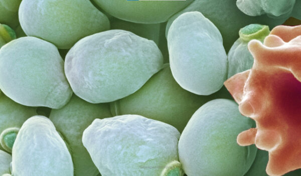 These Fungi Live Inside You, And They May Affect Your Health : ScienceAlert
