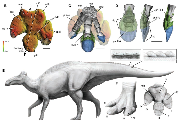 Exceptionally Preserved 'Dinosaur Mummies' Reveal First-Known Reptile ...