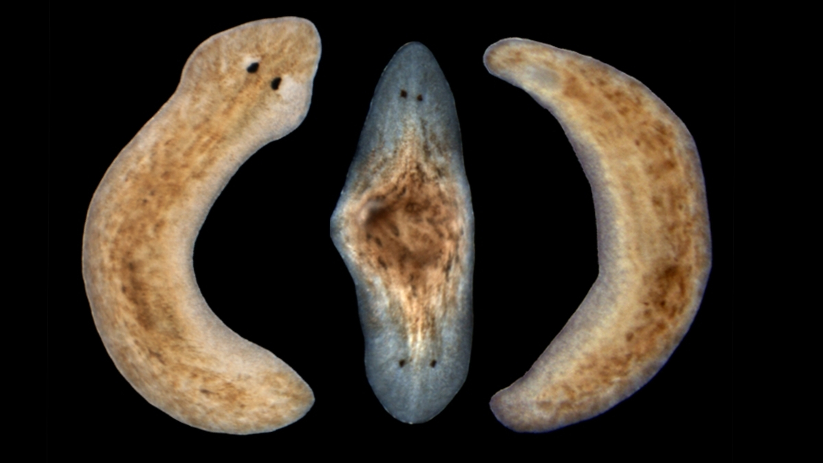 Rare Two-Headed Flatworms Produce Topsy-Turvy Offspring, Scientists ...