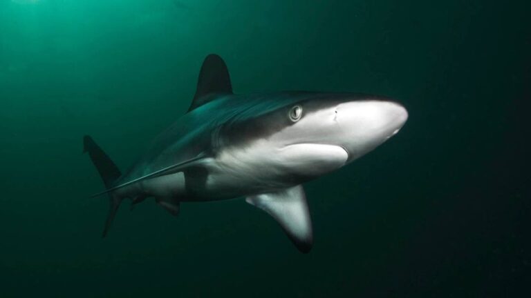 Scientists Explain Why 'Harmless' Sharks Devoured Swimmer in Chilling ...