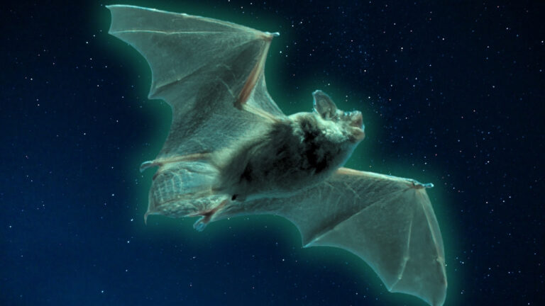 Bats in The US Can Glow Ghostly Green, And Scientists Have No Idea Why ...