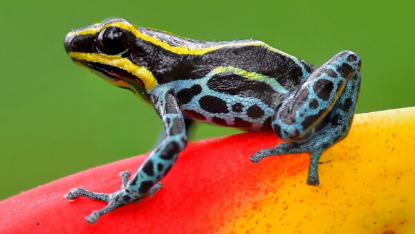 Snakes Caught 'Wiping' Poison Off Frogs, Amidst Nature's Toxic Arms ...