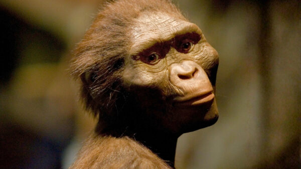 'Lucy' Was Neighbors With an Even Older Human Ancestor, Fossils Reveal ...