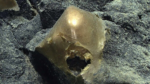 Scientists Found a Mysterious Golden Orb at The Bottom of The Ocean ...