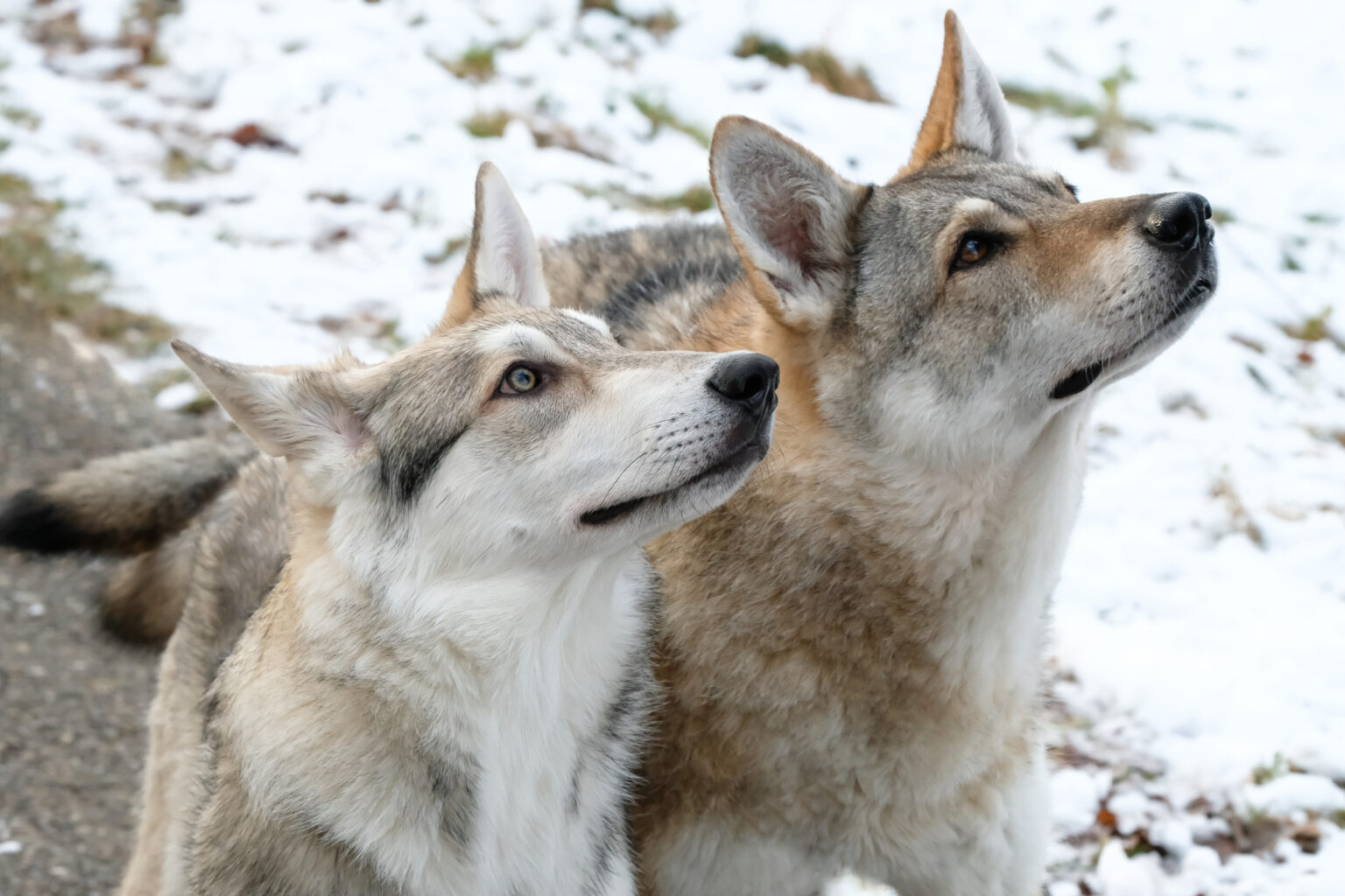 Your Dog Probably Still Has Some Wolf DNA in Its Genome, Study Finds ...