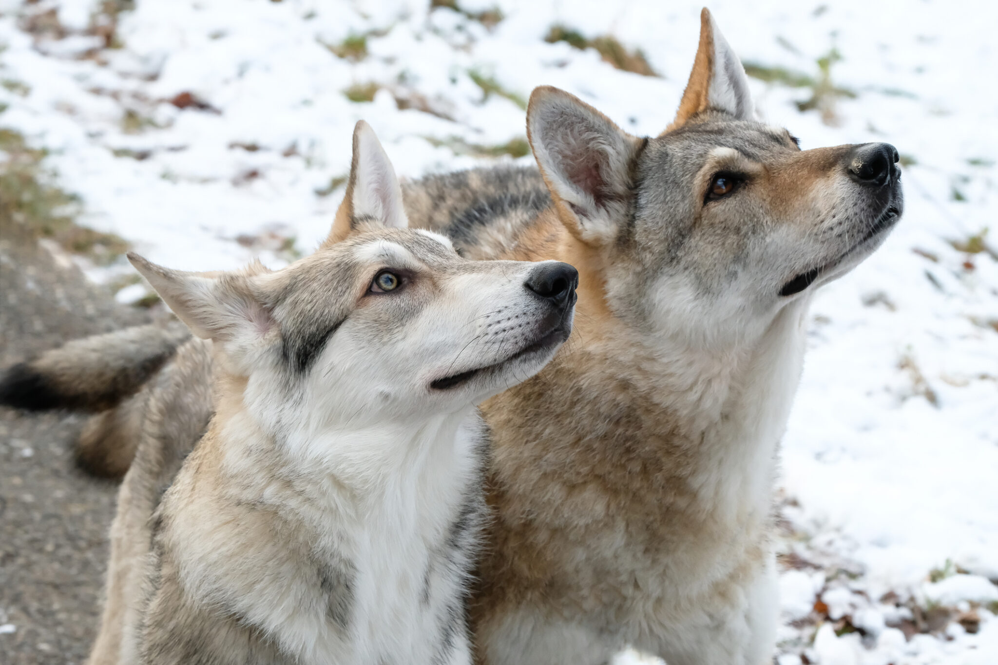 Your Dog Probably Still Has Some Wolf DNA in Its Genome, Study Finds ...