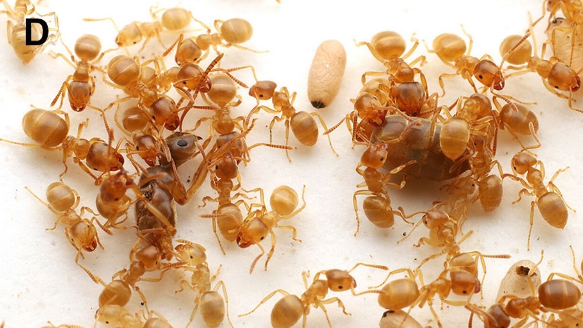 A Parasite Tricks Ants Into Killing Their Own Queen, Chilling Footage ...