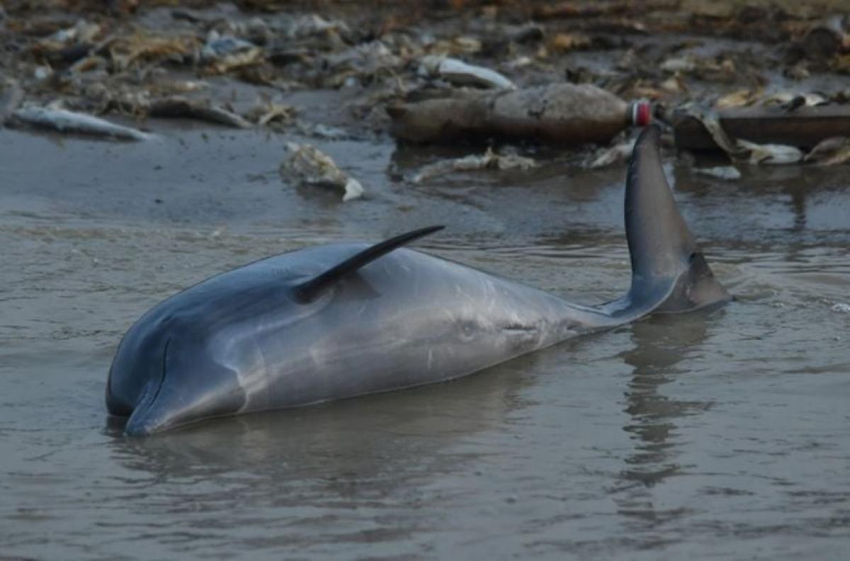 Amazon Lakes Became Hotter Than a Hot Tub, Killing Hundreds of Dolphins ...