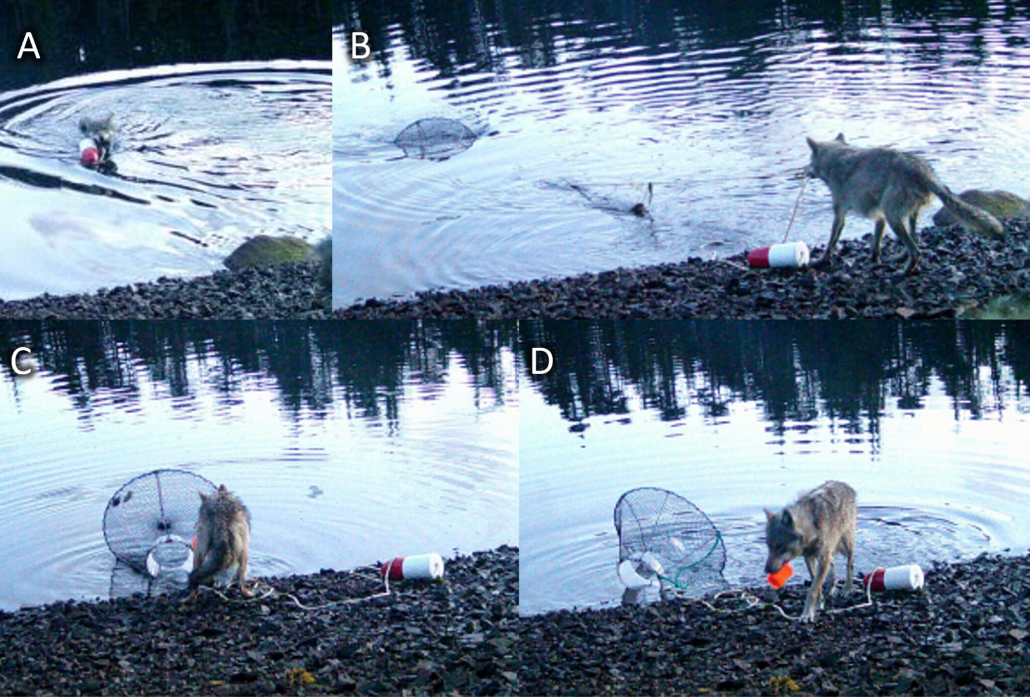 'I Couldn't Believe My Eyes': Wild Wolf Seen Using Tool in Stunning ...