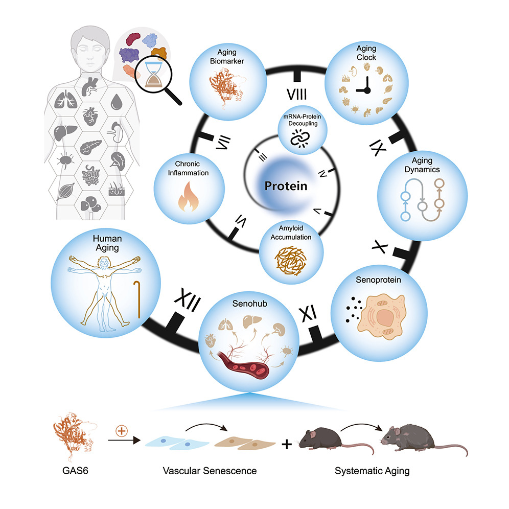 Scientists Reveal Turning Point When Your Body's Aging Accelerates ...