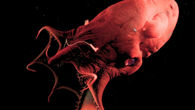 'Vampire Squid From Hell' Reveals The Ancient Origins of Octopuses ...
