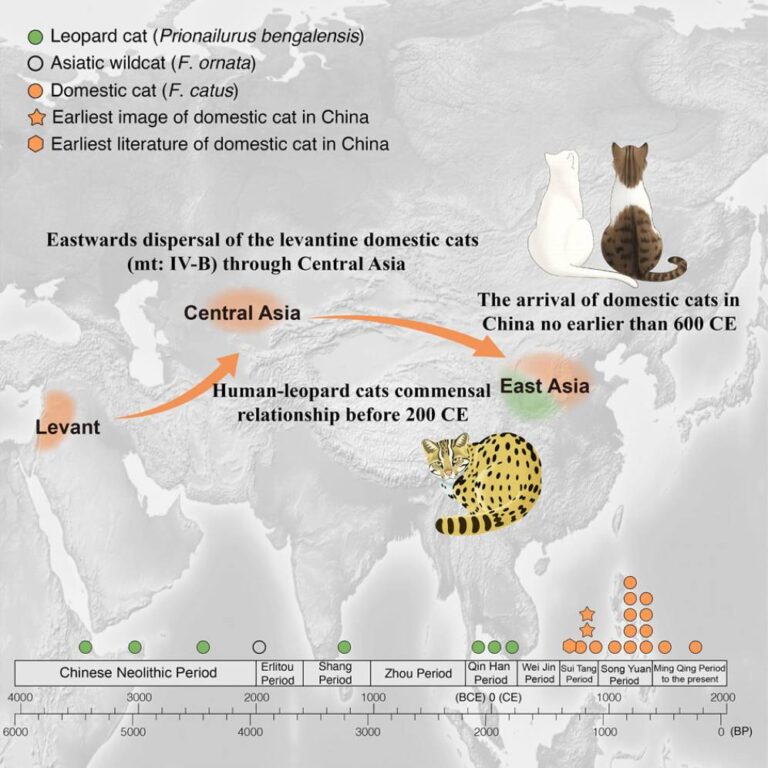 DNA Reveals Cats in Ancient China Were a Different Species Altogether ...