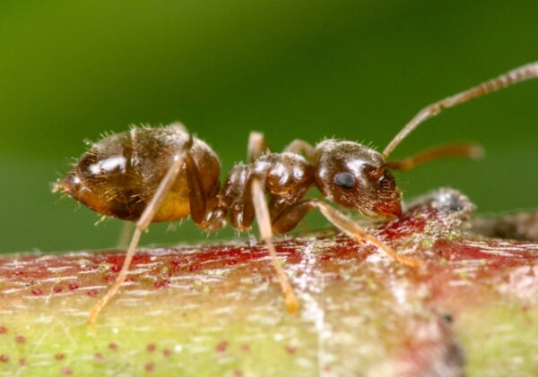 Young Ants Beg For Death When Sick, New Study Reveals : ScienceAlert