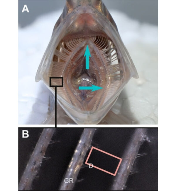 'Fish Mouth' Filter Removes 99% of Microplastics From Laundry Waste ...