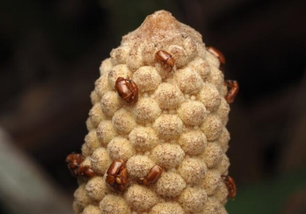 An Ancient Form of Plant Communication Still Lures Pollinators Using ...