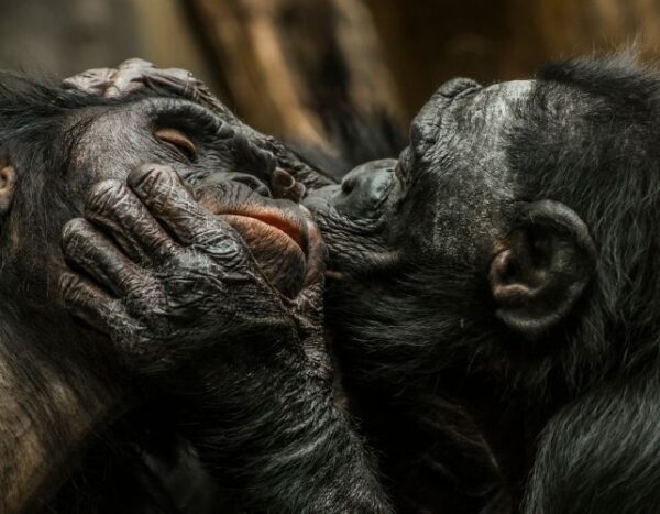 An Anthropologist Made a Mammal 'Monogamy Scale'. Here's Where Humans ...