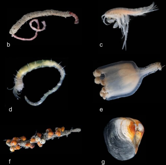 World's Deepest Gas Hydrate Discovered Teeming With Life Off Greenland ...