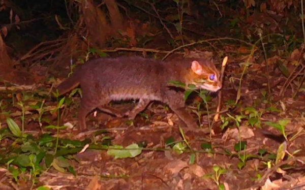 Flat-Headed Wild Cat, Not Seen in 30 Years, Caught on Camera in ...