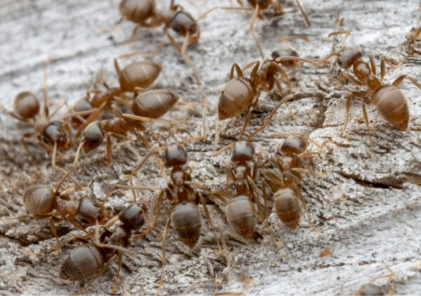 Young Ants Beg For Death When Sick, New Study Reveals : ScienceAlert