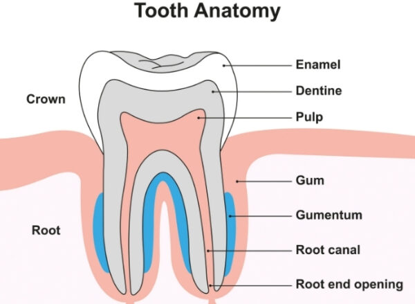 Microbiologists Explain What Happens in Your Mouth When You Eat Sugar ...