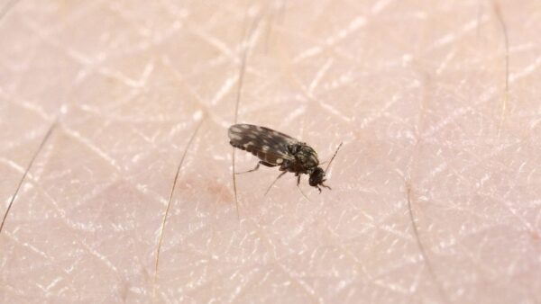 Old Foe Tops Expert's List of Viruses to Watch in 2026 : ScienceAlert