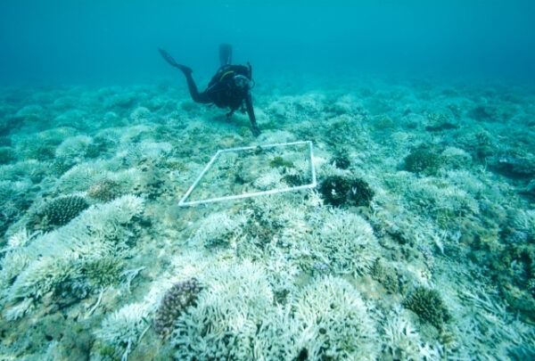 2026 May Be The Year Coral Reefs Around The World Finally Collapse ...