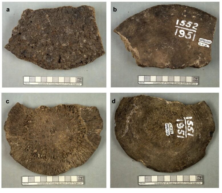 'Mammoth' Bones Kept in a Museum For 70 Years Turn Out to Be An ...
