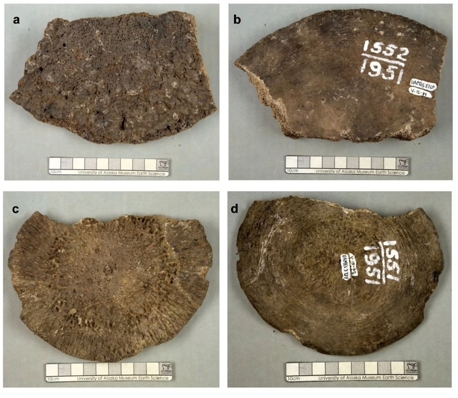 'Mammoth' Bones Kept in a Museum For 70 Years Turn Out to Be An ...