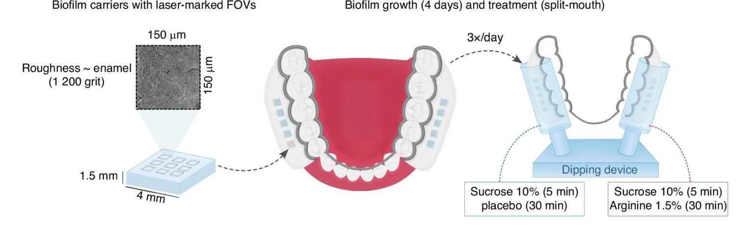 The Secret To Preventing Tooth Decay May Already Be In Your Mouth ...