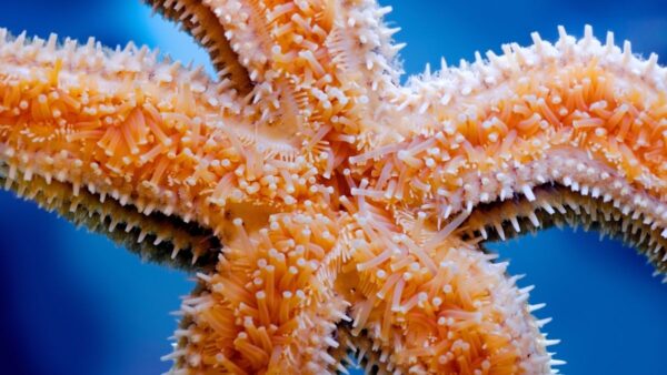 Starfish Control Hundreds of Feet Without a Brain. Here's How ...