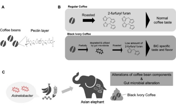 The Secret to Amazing Coffee May Lie Deep Inside Elephants : ScienceAlert