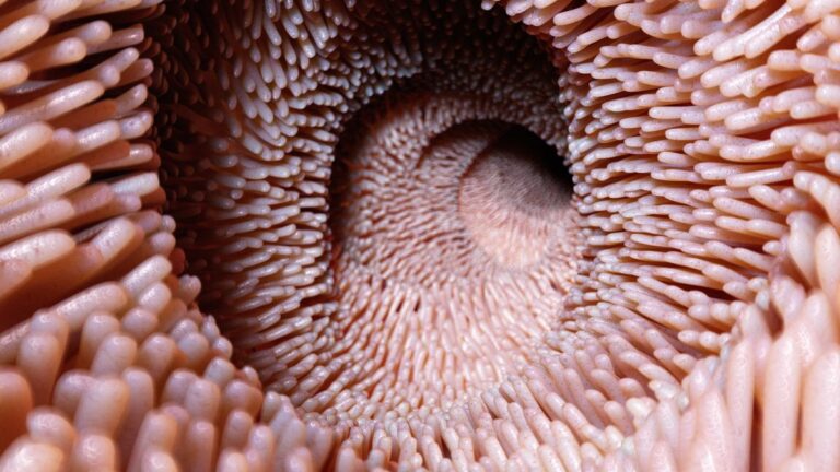 Poop From Young Donors Reverses Age-Related Decline in The Guts of ...
