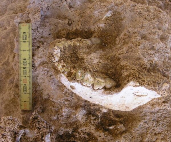 Moroccan Cave Fossils Capture a Crossroads in Modern Human Evolution ...