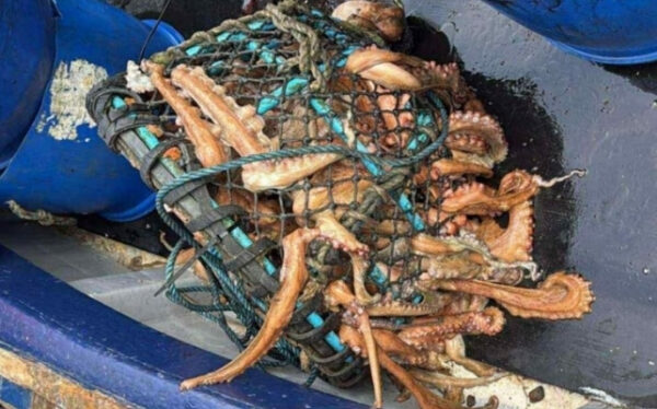 Rare Octopus 'Bloom' Struck UK Waters in 2025, And Now We Know Why ...