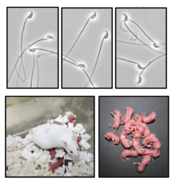 A Mouse Just Gave Birth After Going to Space. Here's Why That's a Big ...